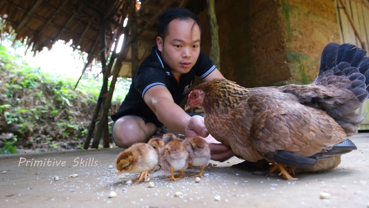 Primitive Skills: A miracle happened, Welcome first chicks (ep197 ...