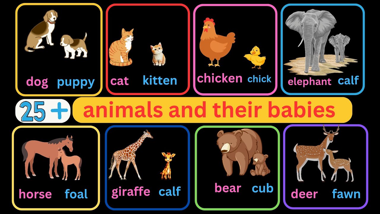 🐶Animals and Their Babies🐣 | 🐯Animals Vocabulary🐴 | Animals and their ...