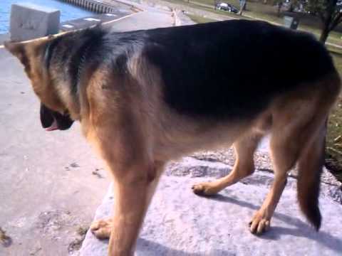 Hank thinks Chicago is windy - YouTube