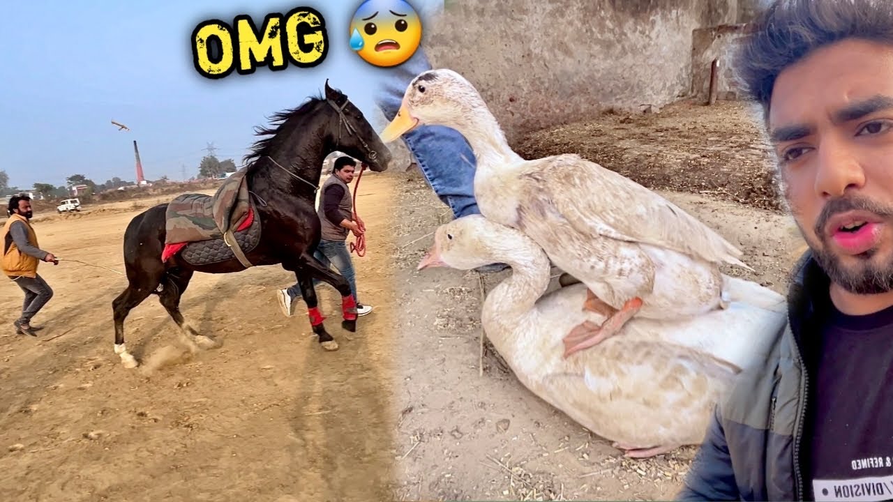 RAJHANSH Ki Full Speed 😨Ducks Kya Kr Rahi H ye 😂 - YouTube