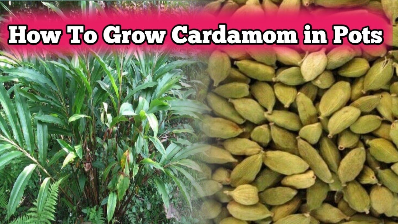 How To Grow Cardamom in Pots | Grow Ilaichi In Pots At Home | Love For ...