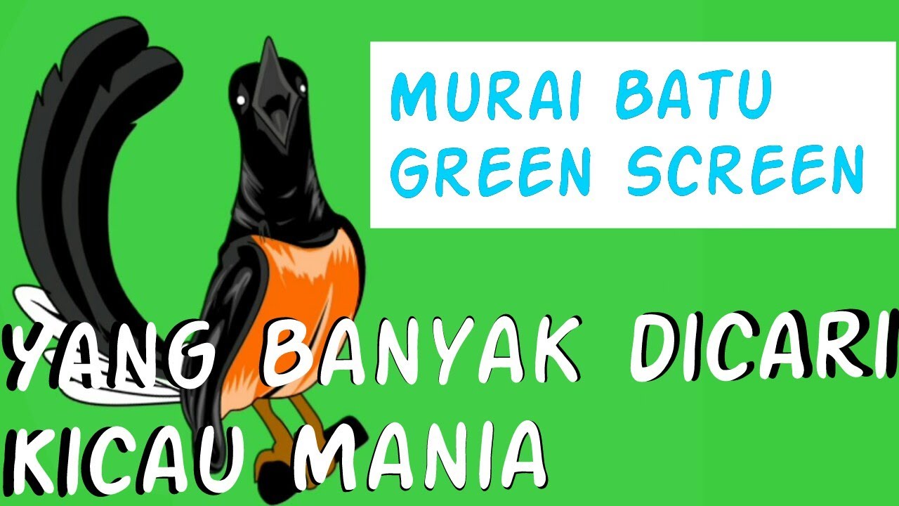 #muraibatu #muraibatuindonesia Murai Batu green screen yang banyak ...