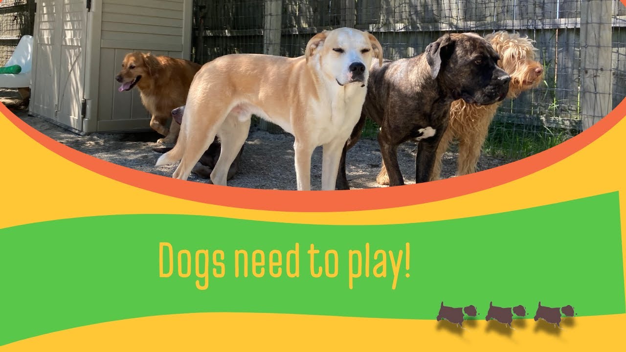 Dogs Need to Play by Dirk Broersma - YouTube