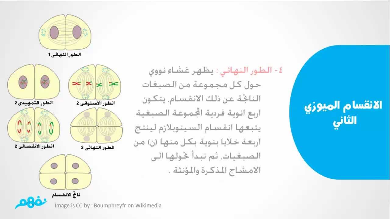الانقسام الميوزي الأحياء الصف الأول الثانوي المنهج المصري نفهم Youtube