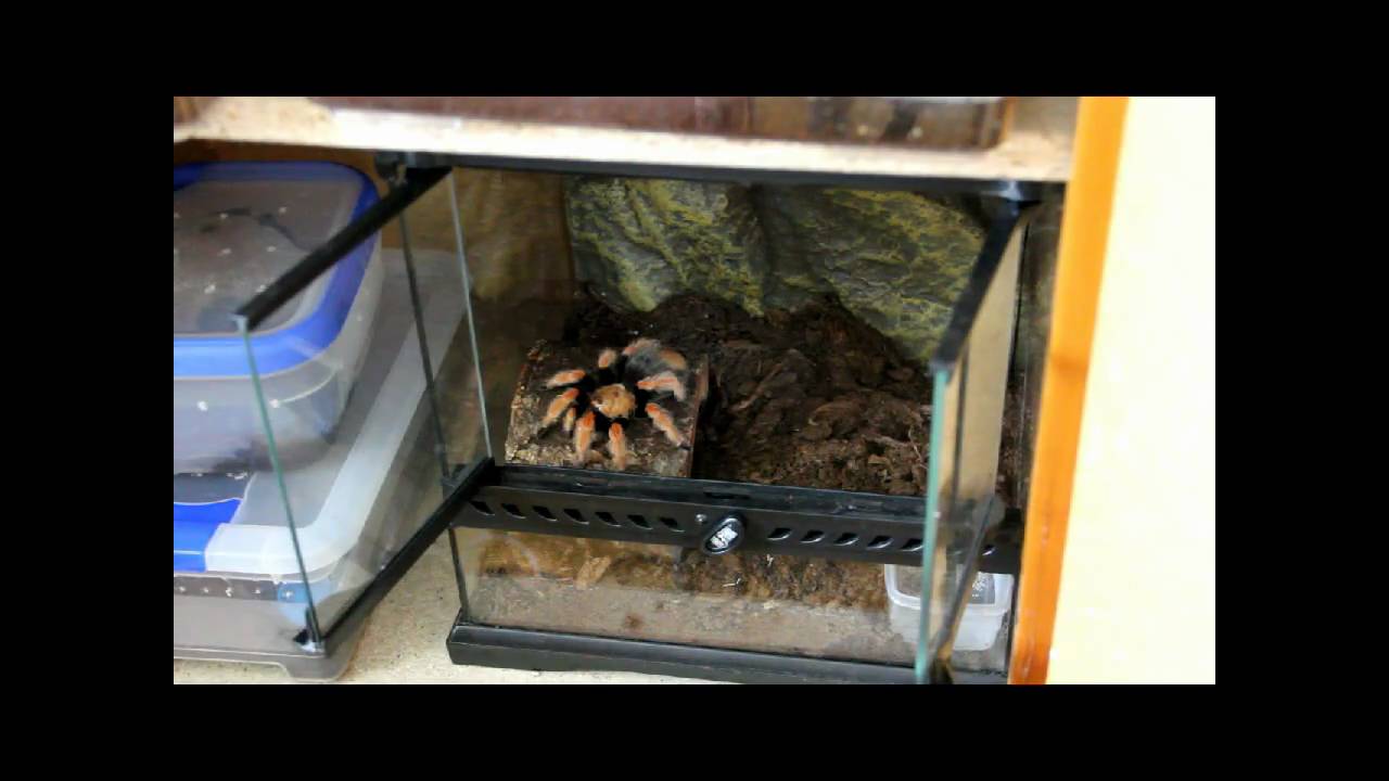 Multiple Tarantula Species and Enclosures - YouTube