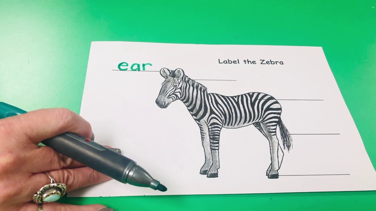 Labeling, Parts of a Zebra - YouTube