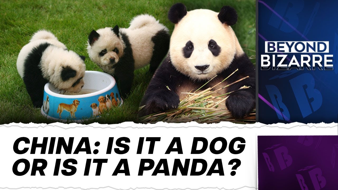 China: Outrage as Pandas at Zoo Turn Out to be Dogs | Beyond Bizzare ...