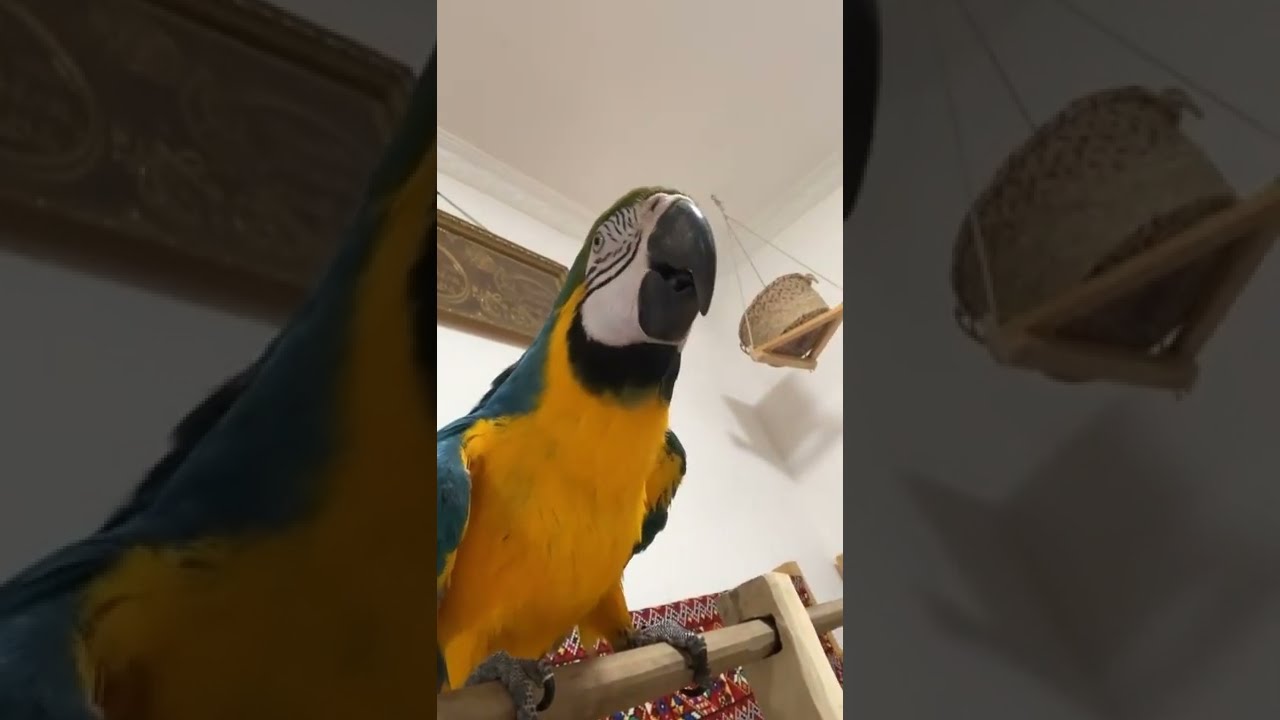 Exotic Macaw and Biggest Macaw Breeding Farm | Rainbow Macaw Alnoor Aviary 2022 - YouTube