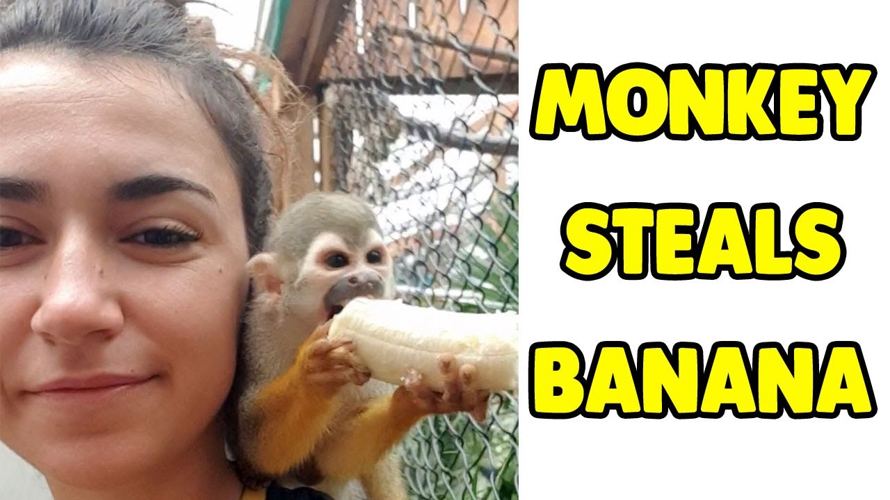 Monkey Steals Zookeepers Banana - YouTube