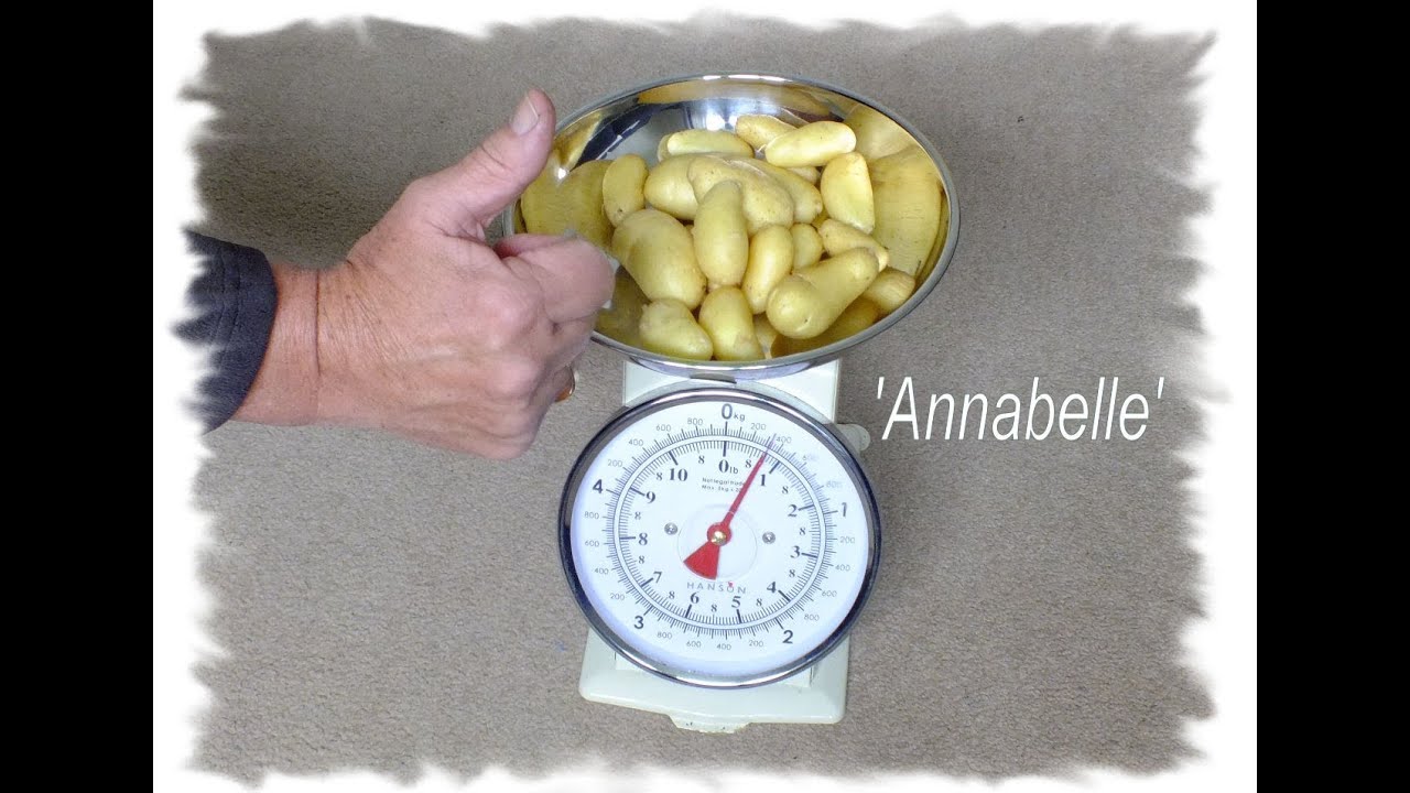 Patio pot grown Potato reveal. Home Guard & Annabelle lifted @ 14 weeks ...