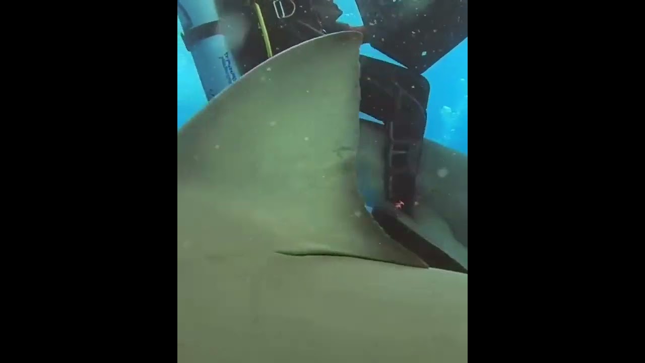 @scuba_diving_daily fish eating a food#ocean #scubadiving #underwater # ...