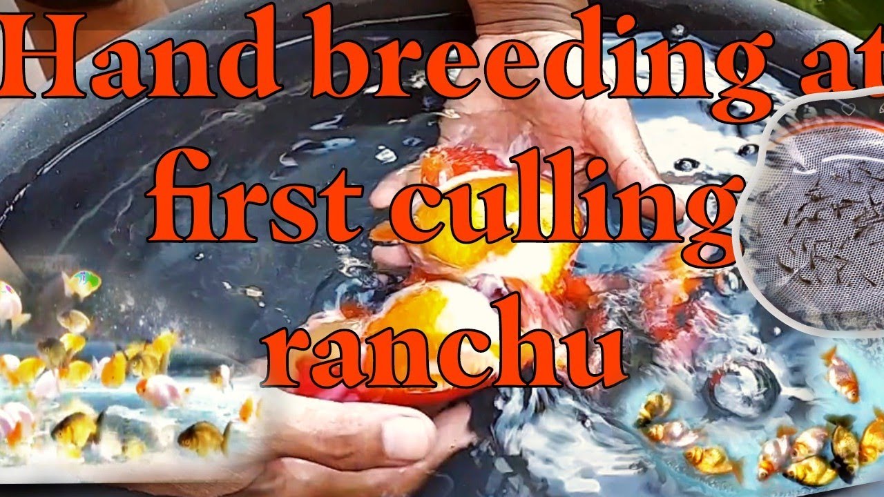 Hand Breeding at First Culling Ranchu - YouTube