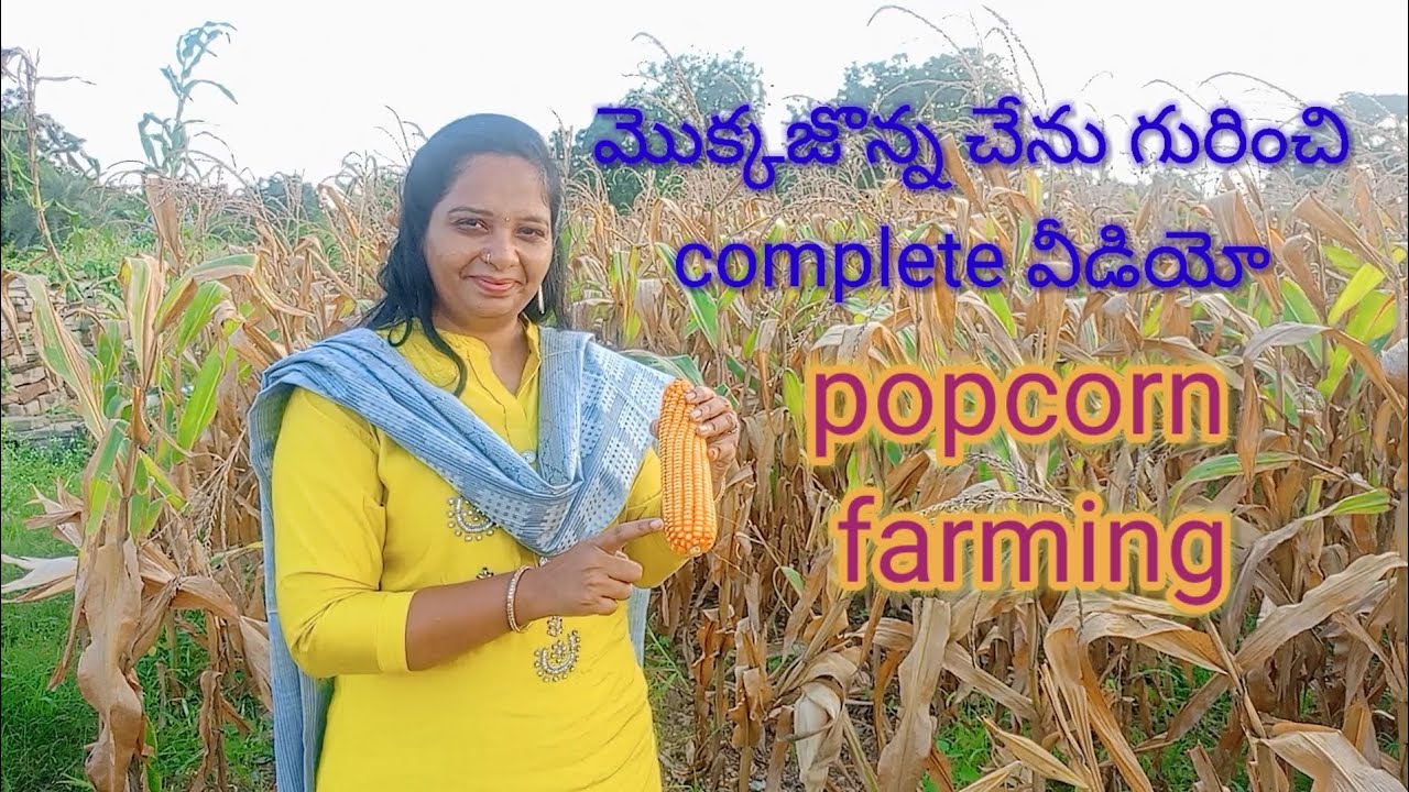 how to doing corn farming #aggriculture #farming #corn # ...
