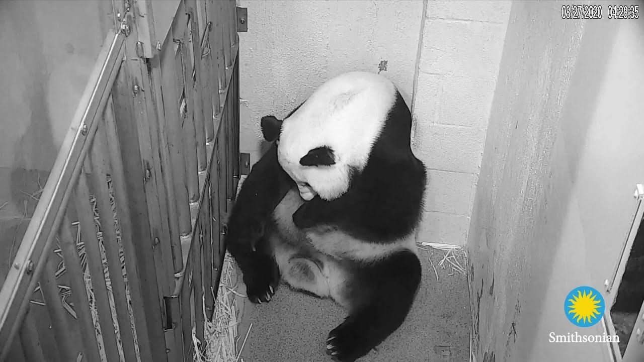 Mother giant panda cradles cub after leaving for 1 minute - YouTube