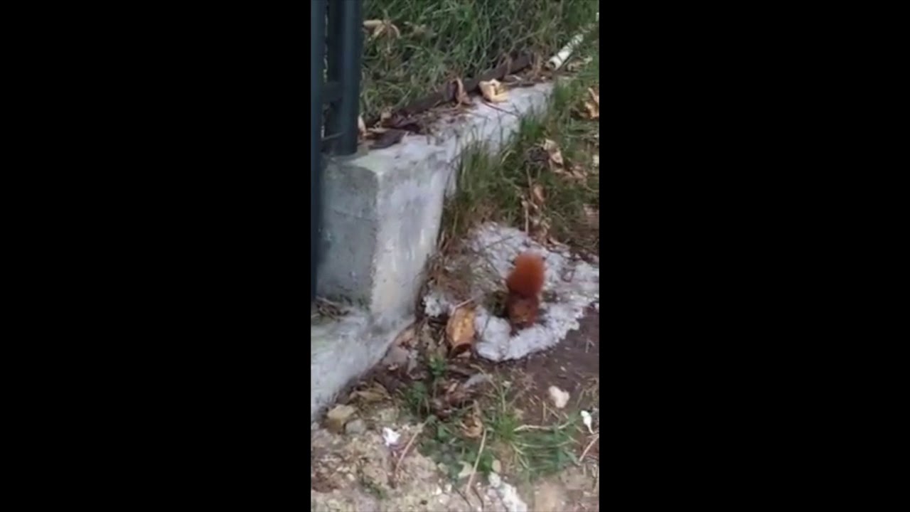 Ardilla de cola roja en el humedal Córdoba - YouTube