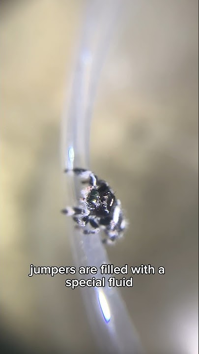 How do Jumping Spiders jump so far despite having weak muscles? #jumpingspider #cuteanimals # ...