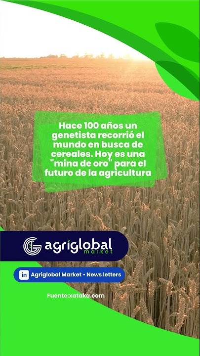 Una "mina de oro": los cereales - YouTube