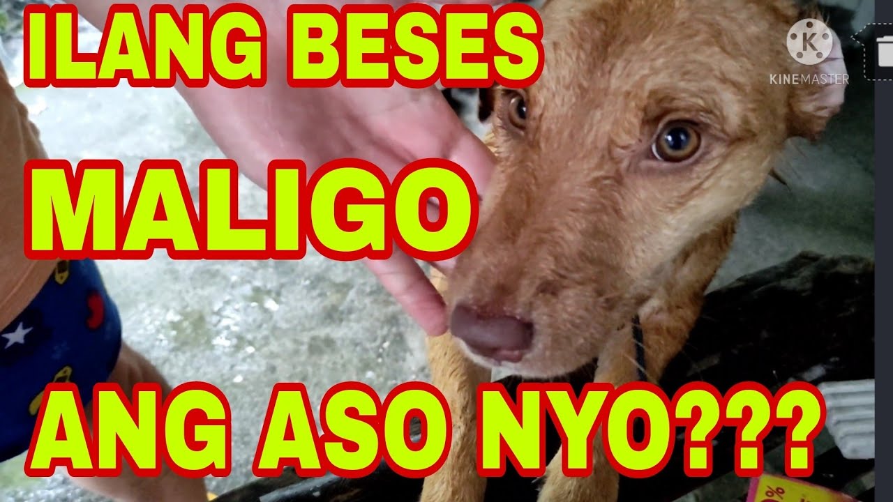 ILAN BESES BA DAPAT NALILIGO ANG ASO NYO, ANG ASO KO, ASO NATING LAHAT ...