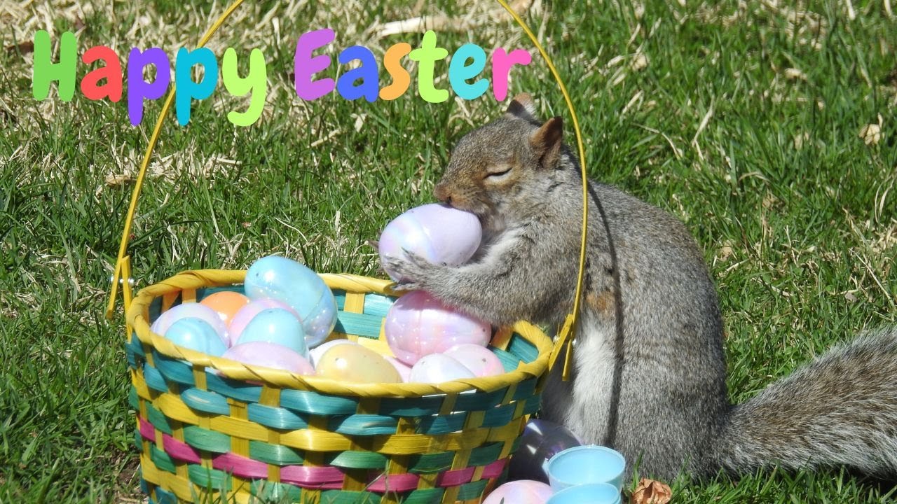 Squirrels Easter Egg Hunt Pt.1 - YouTube