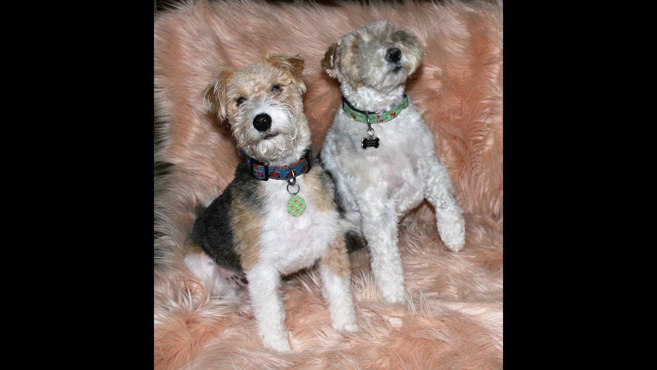 WIRE FOX TERRIERS FRECKLES AND FABIO PLAYING BITEY FACE - YouTube