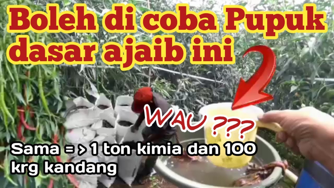 Jenis pupuk dasar paling dasyad || Agar tanah kembali subur !! Sistem ...