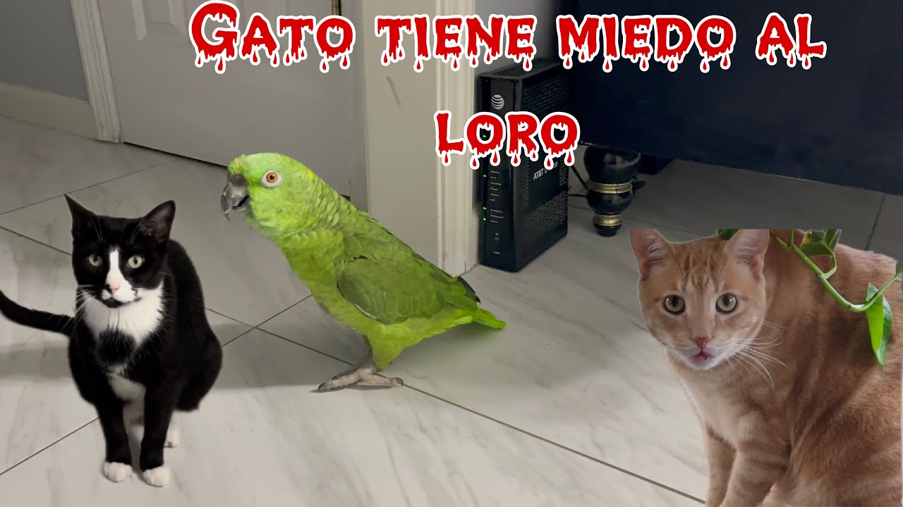 Loro llorando porq el gato lo desprecia/loro dice mala palabras/loro ...