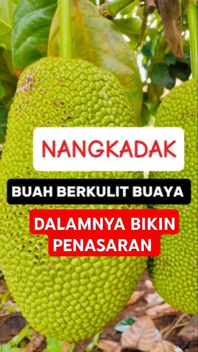 NANGKADAK BUAH BERKULIT BUAYA #shortvideo #rekomendasi #buahbuahan #hiburan - YouTube