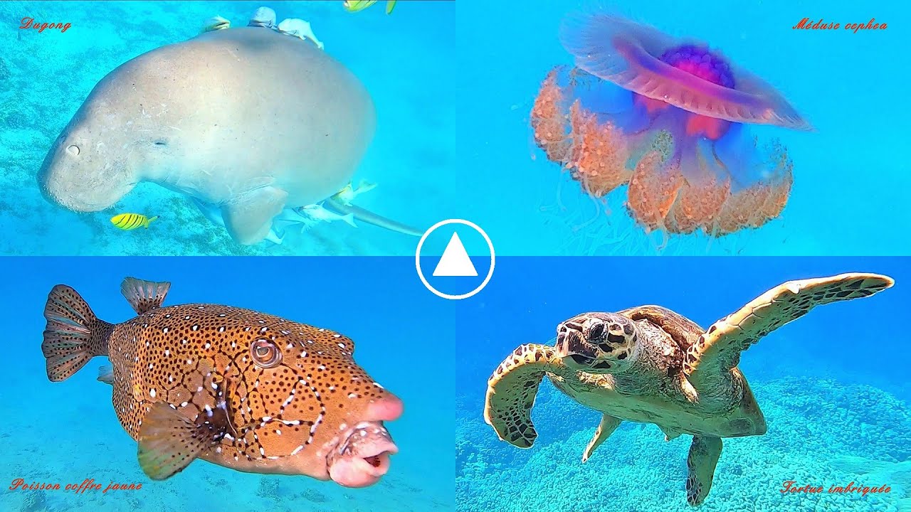 31 inhabitants of the red sea reefs with their titles - YouTube