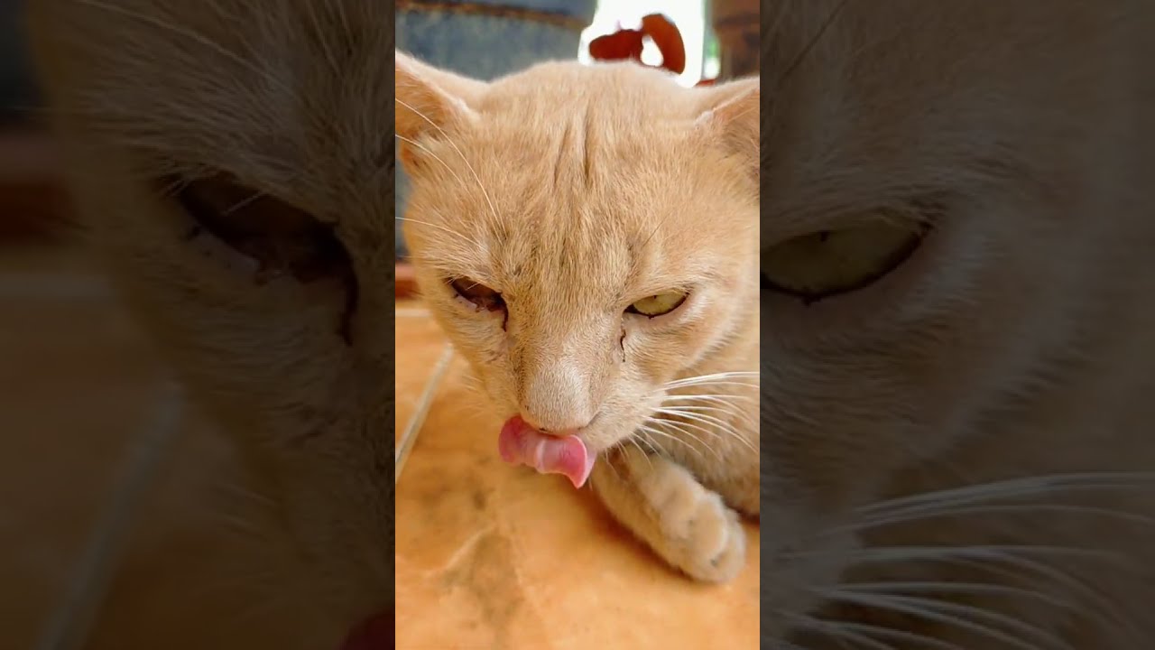Kucing Nakal NYAHUT SAAT DIMARAHIN - YouTube