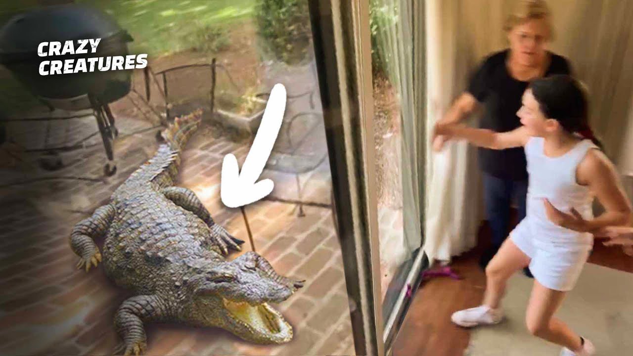 Family Finds Aggressive Alligator in Garden - YouTube