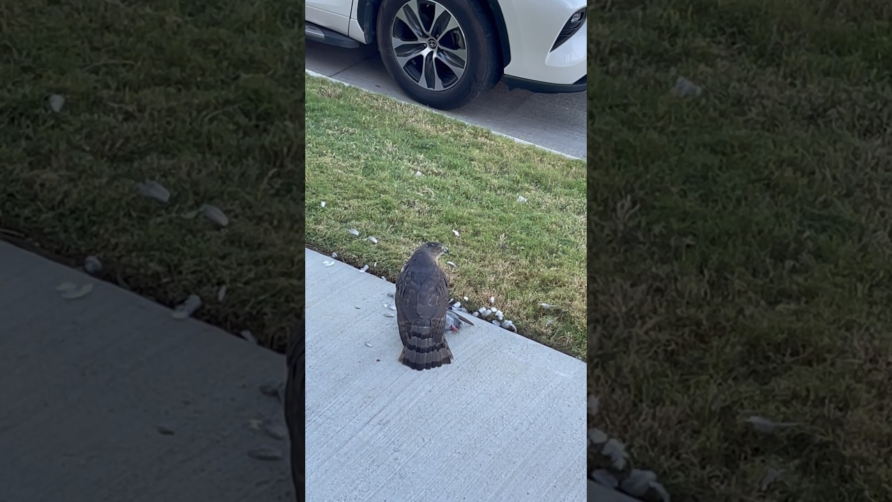 Falcon hunted a baby pigeon but too tired #falcon #wild #Hunting # ...