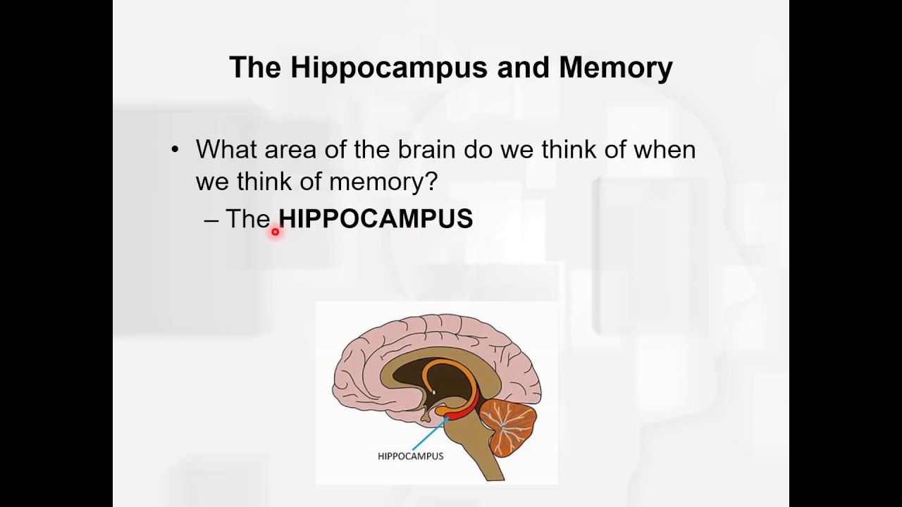 Chapter 12 learning and memory Types of amnesia - YouTube