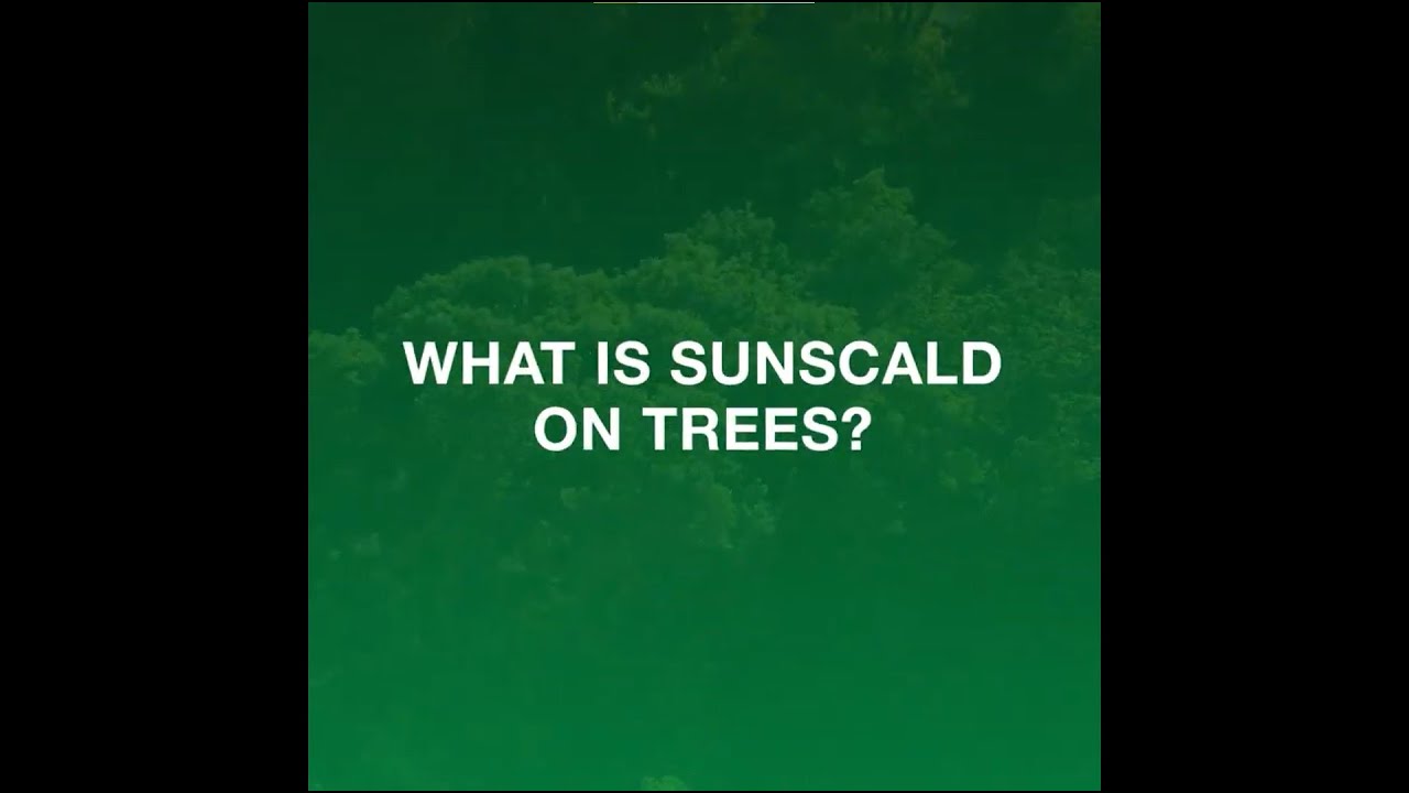 How to Spot Sunscald on Trees - YouTube