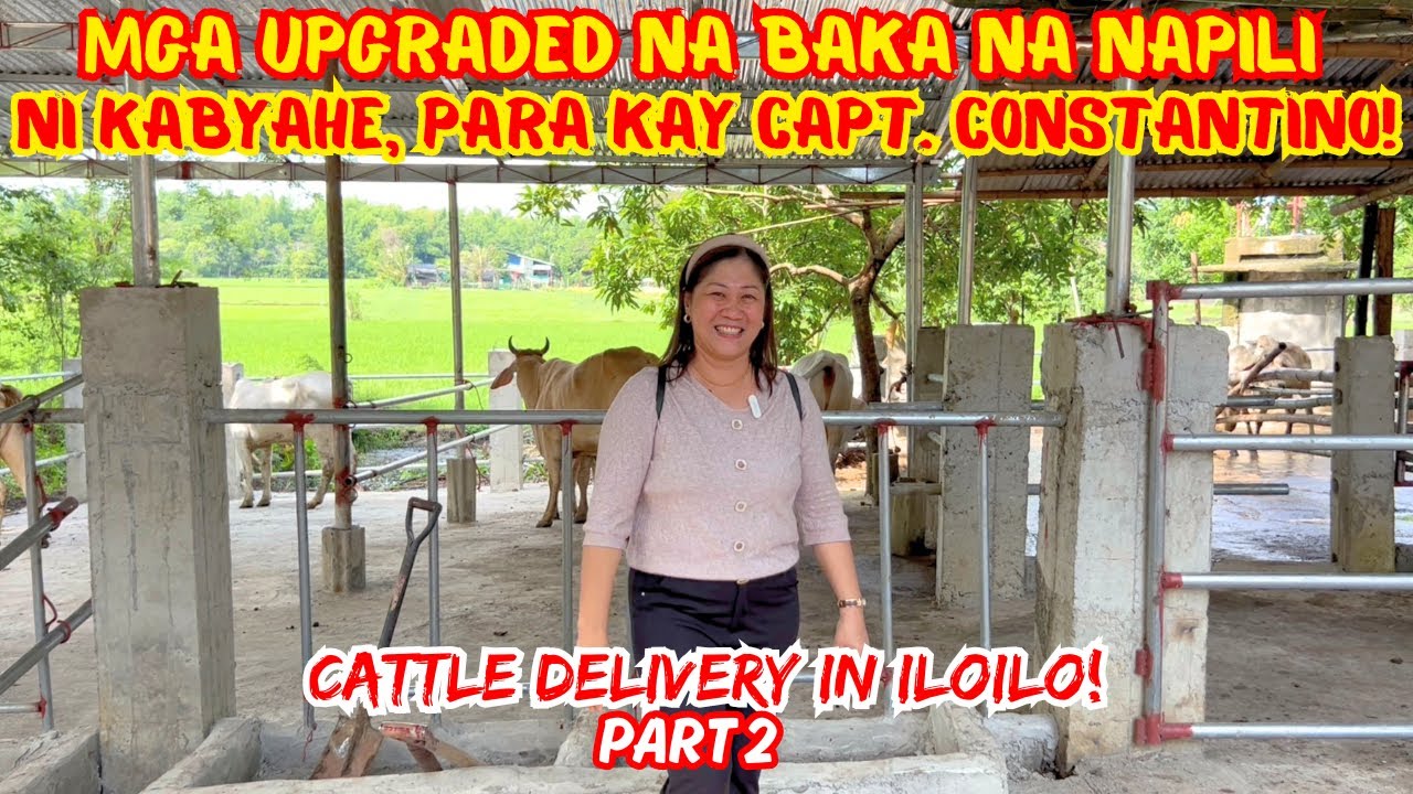 MGA UPGRADED NA BAKA NA NAPILI NI KABYAHE, PARA KAY CAPT. CONSTANTINO ...