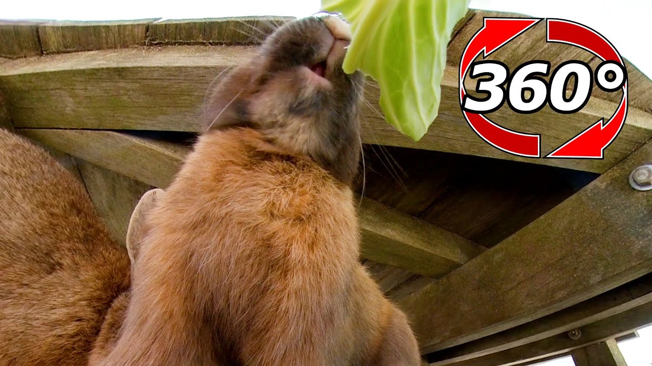 VR 360° | Look up and watch the rabbit eat! - YouTube