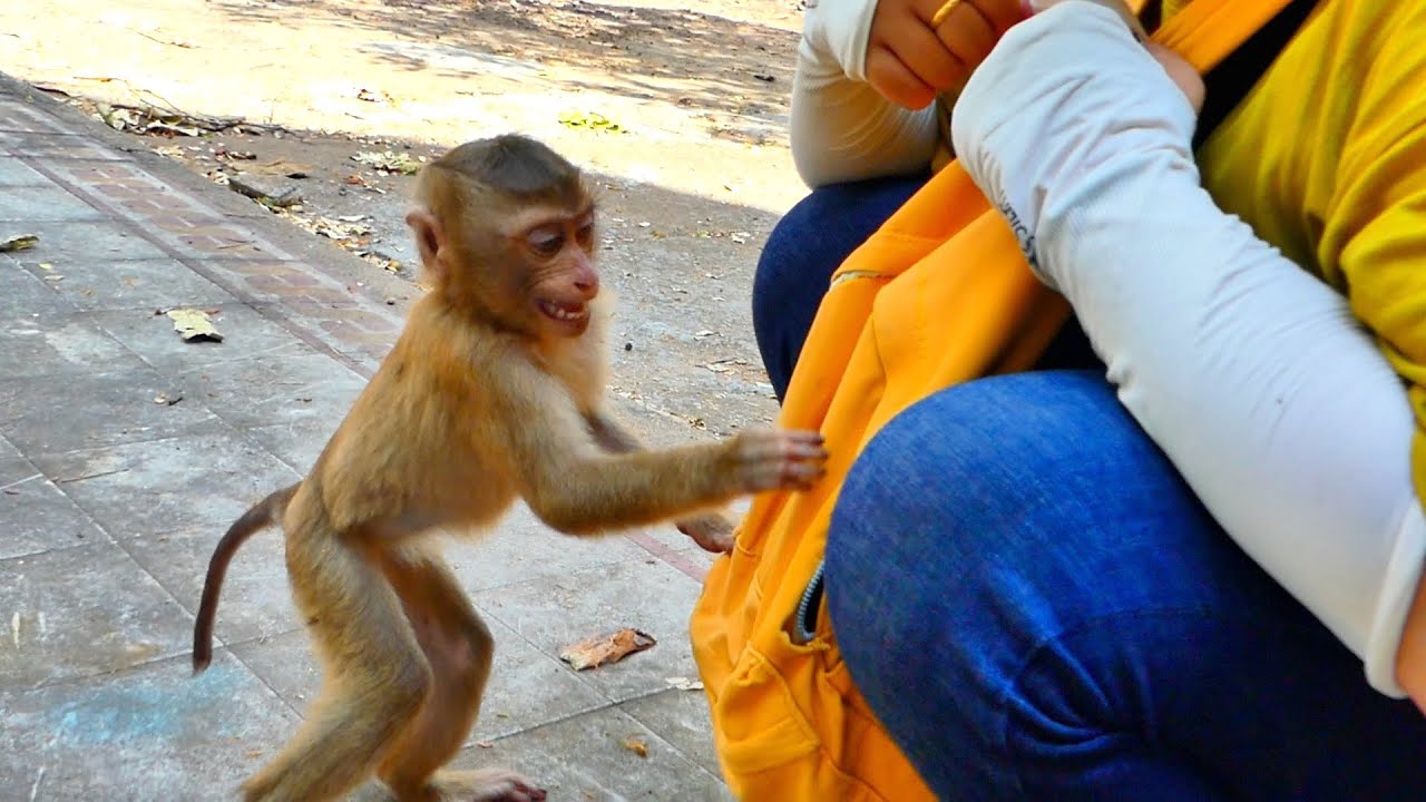 OMG..! Very smart the monkey SARO is trying to scream to take some food ...