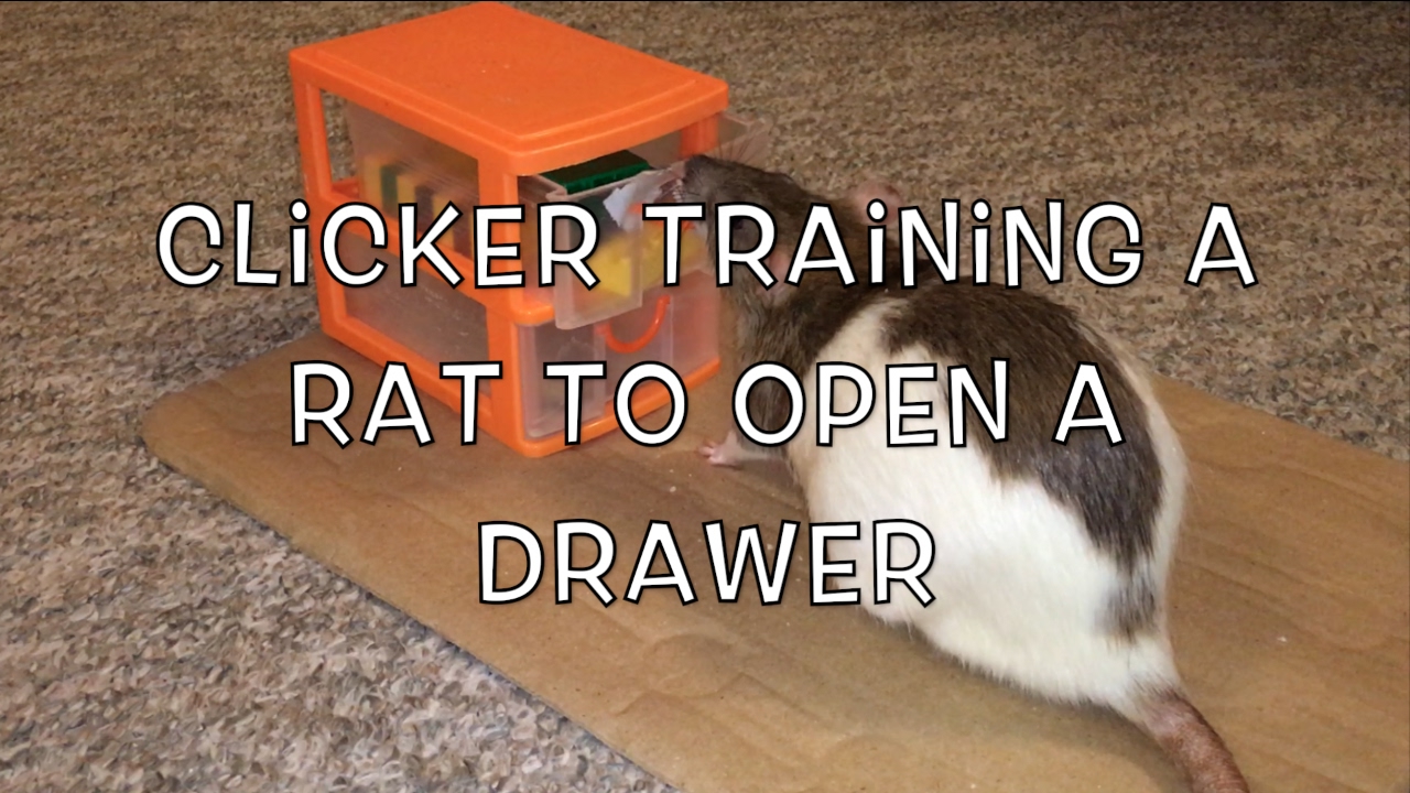 Clicker Training: Shaping A Rat To Open A Drawer - YouTube
