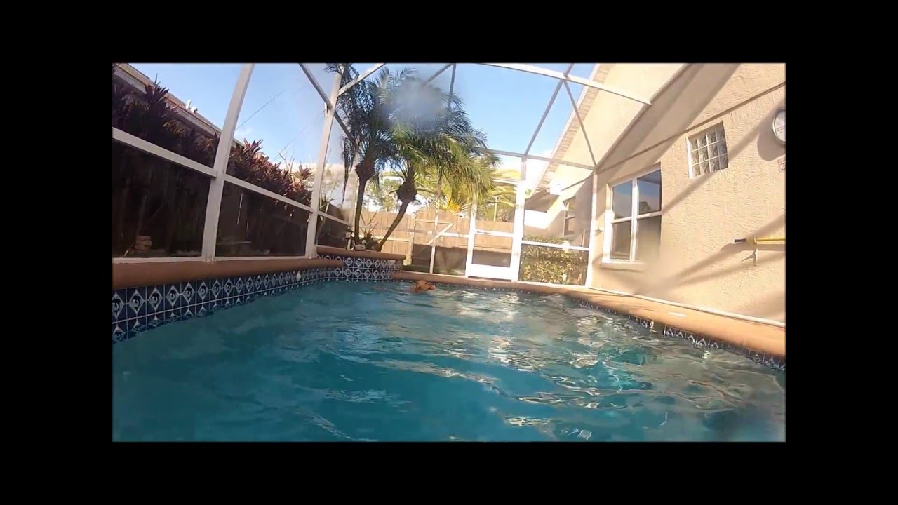 Cali swimming in the pool February 20, 2016 - YouTube