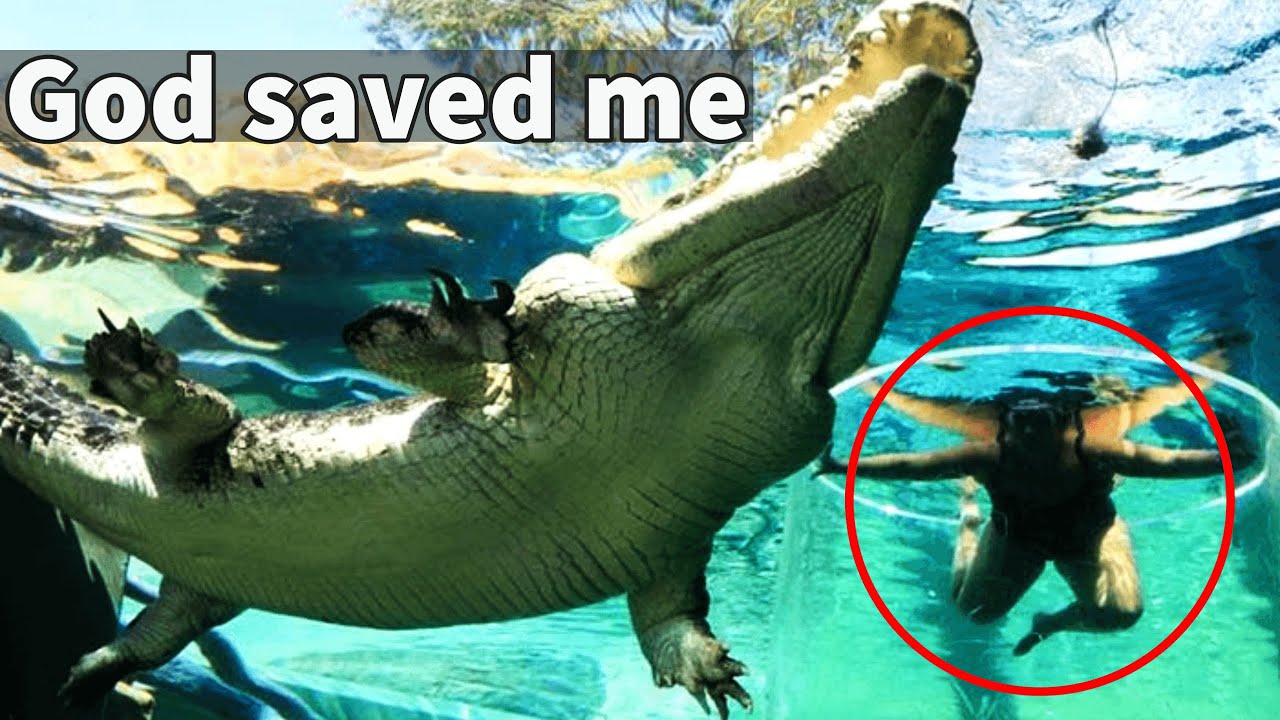 10 Wild Animal Invasion of Swimming Pools - YouTube