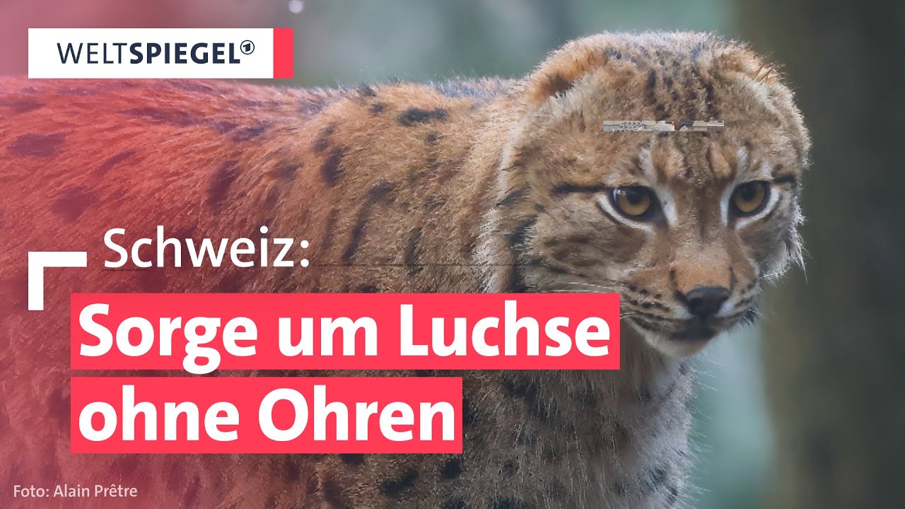 Luchs-Population in Gefahr: Inzucht sorgt für Gendefekte | Weltspiegel ...