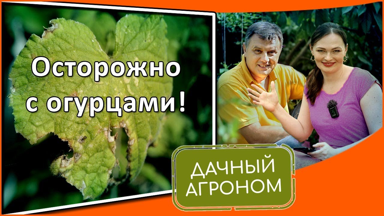Убрала ЗАВЯЗЬ своими руками И ОГУРЦЫ ПОПЕРЛИ - YouTube