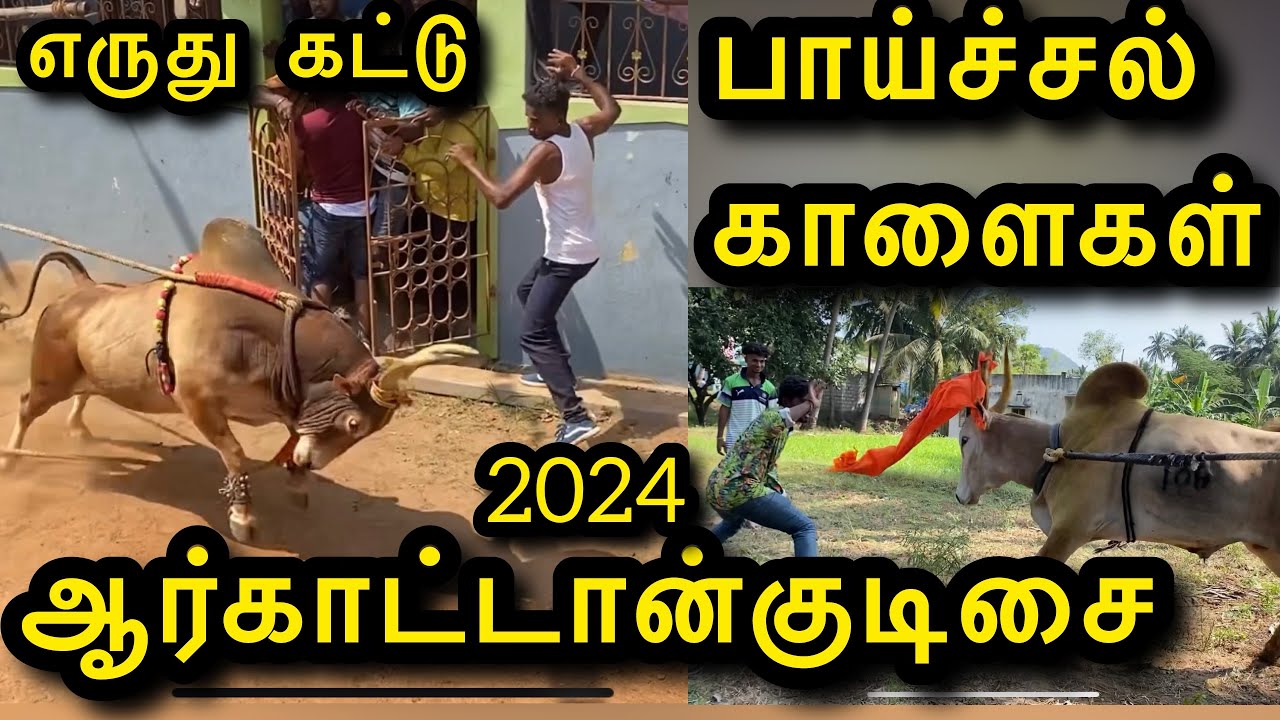 ஆர்காட்டான்குடிசை பாய்ச்சல் காளைகள் எருது கட்டு 2024 Eruthukattu ...