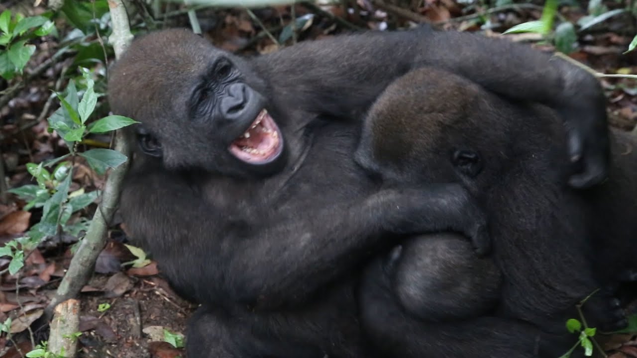 République du Congo : Les gardiens des gorilles - YouTube