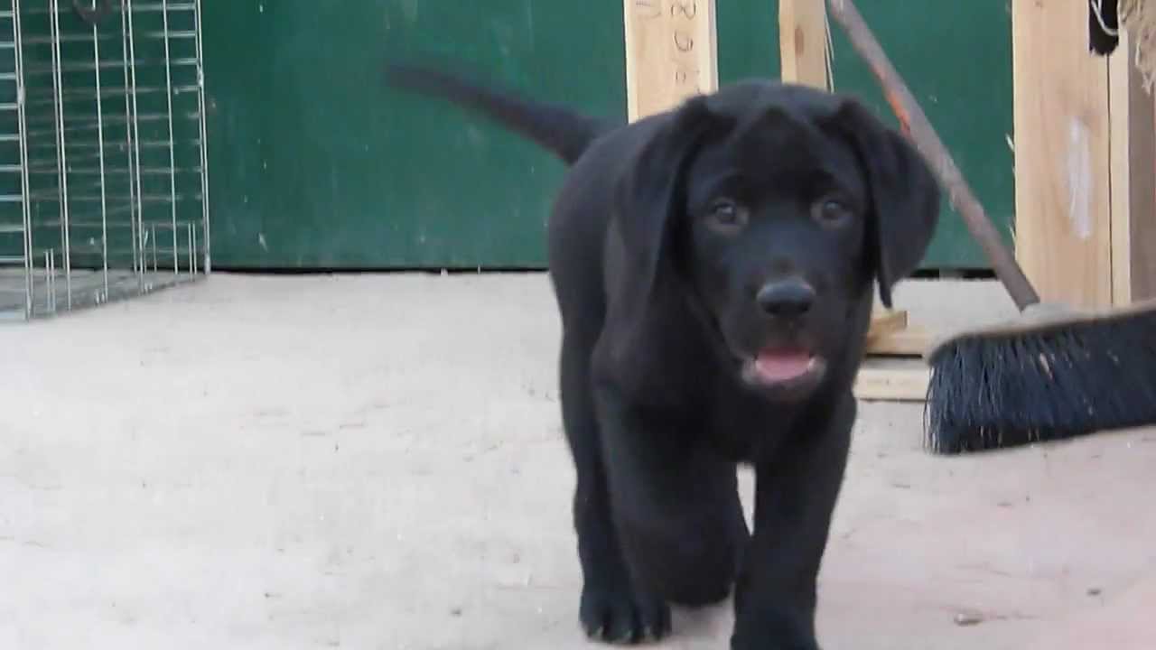 Cachorro Labrador Negro En