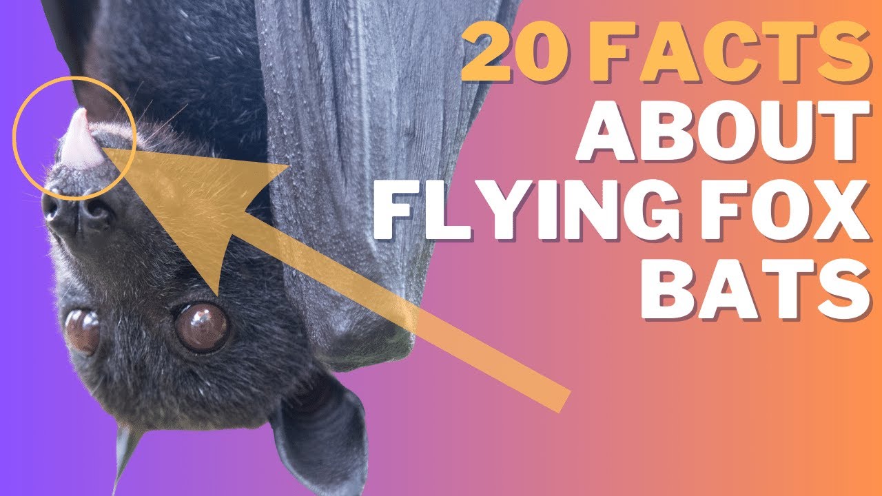 20 Facts About Flying Fox Bats That You Won't Believe! - YouTube