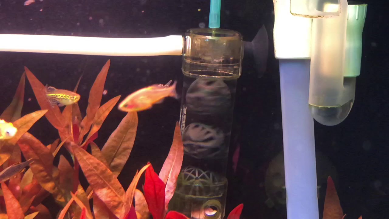 Dymax CO2 Diffuser MD-103 Slow Motion - YouTube