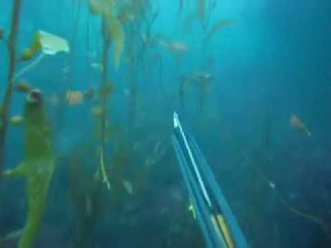 San Diego Freedive Spearfishing - YouTube