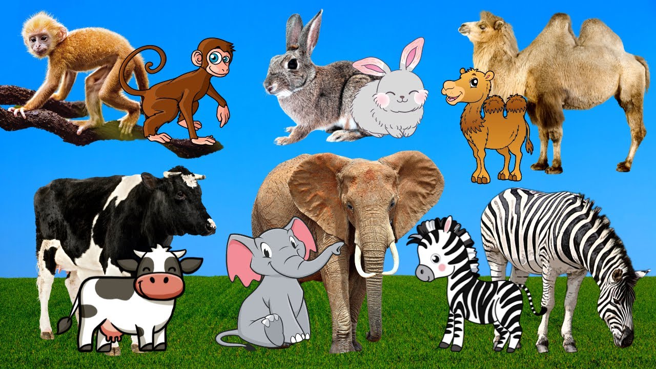 Herbivores - Camel, Cows, Elephant, Goat, Horse, Wild Animals, Farm ...