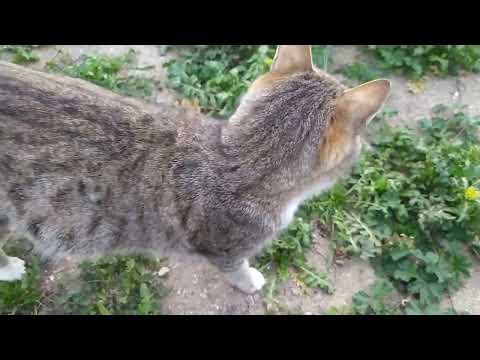 yazin gelisi ile agaclarin ciceklenmesi