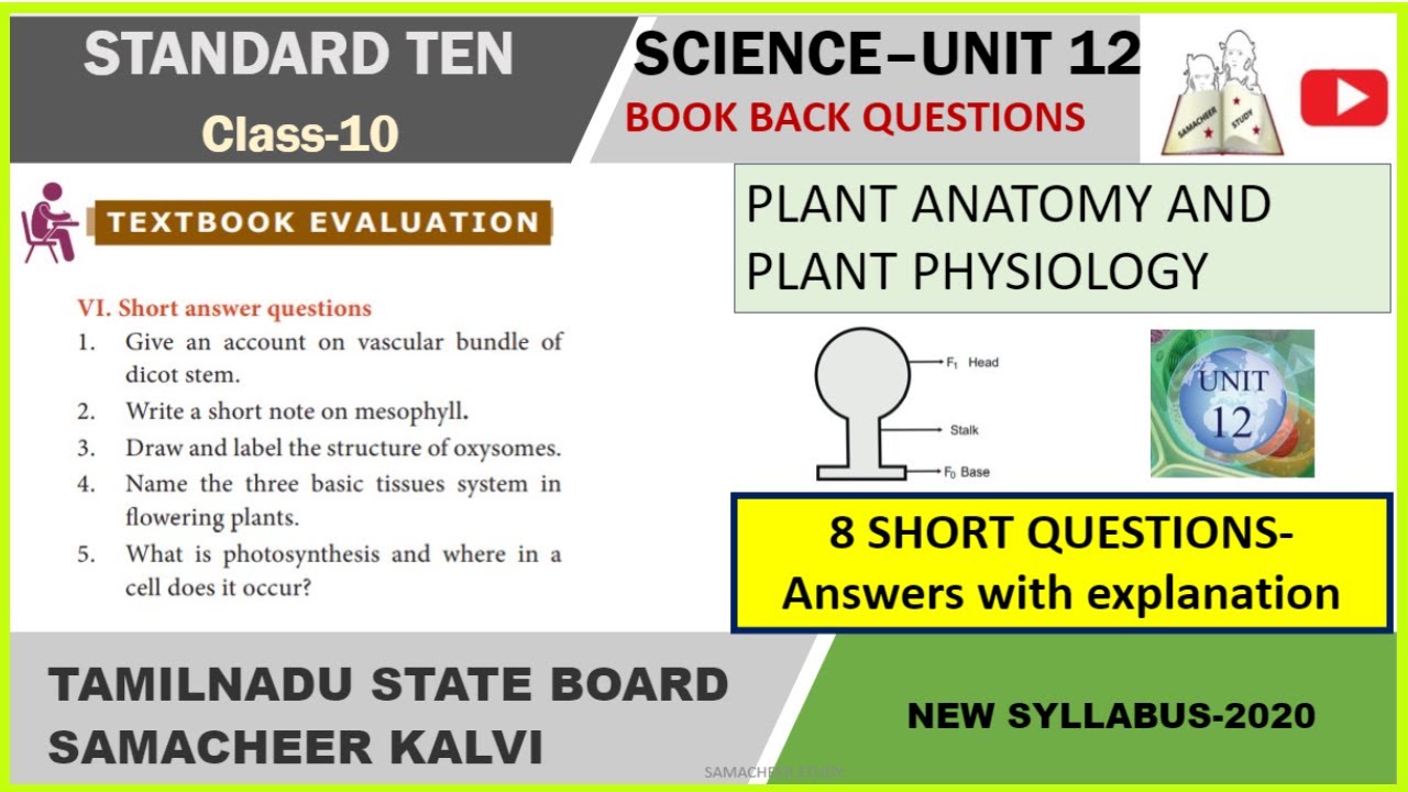 10th science short question answers plant anatomy and plant physiology ...